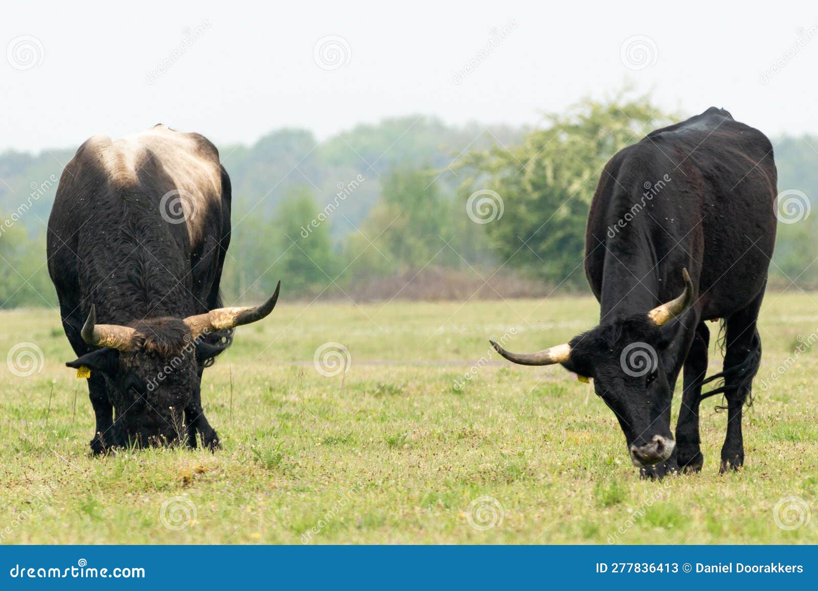 Two Taurus Bulls Graze the Grass in the Maashorst Stock Image - Image ...