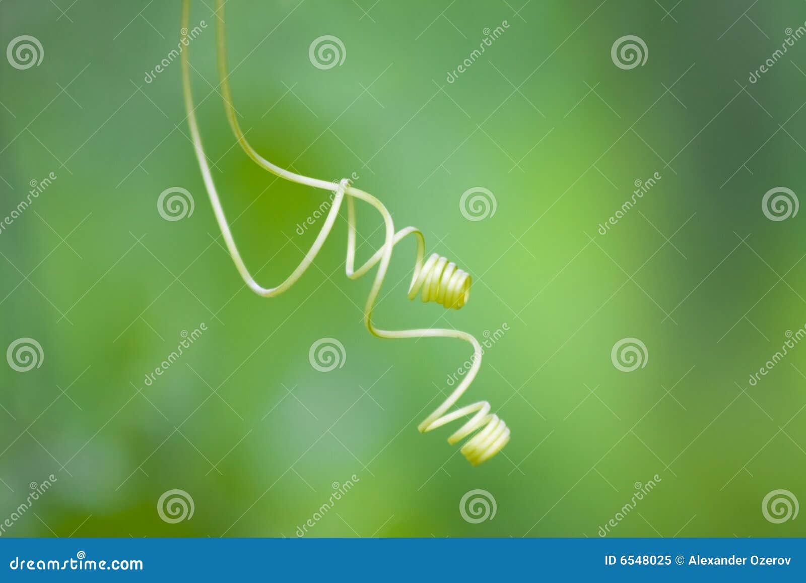 Two tendrils stock image. Image of curled, fasten, green - 6548025