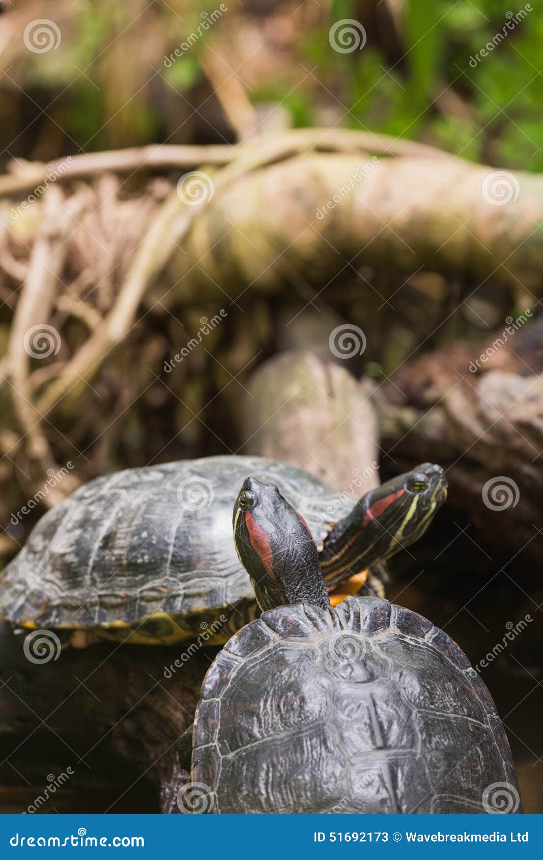 Two terrapin turtles stock image. Image of scene, shell - 51692173