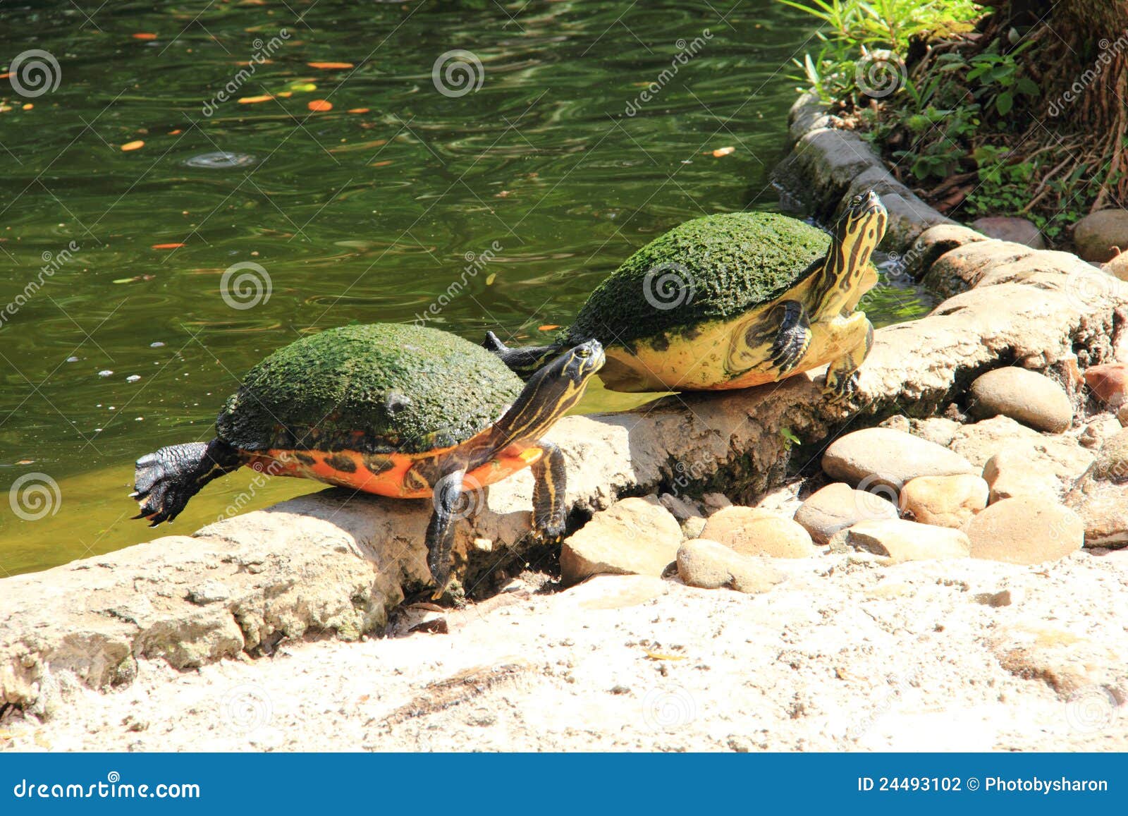 Couple Of Terrapins ( Maraclemis Terrapin ) In The Japanese Garden In ...