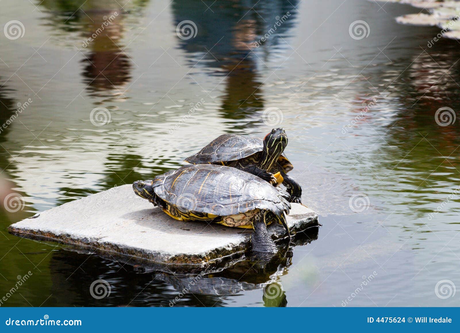 Two Terrapins on a Rock stock photo. Image of shell, pair - 4475624
