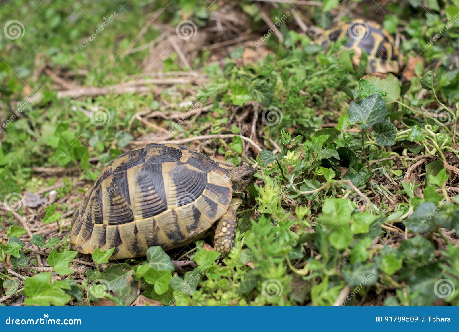 Two Terrestrial tortoise stock image. Image of life, macro - 91789509