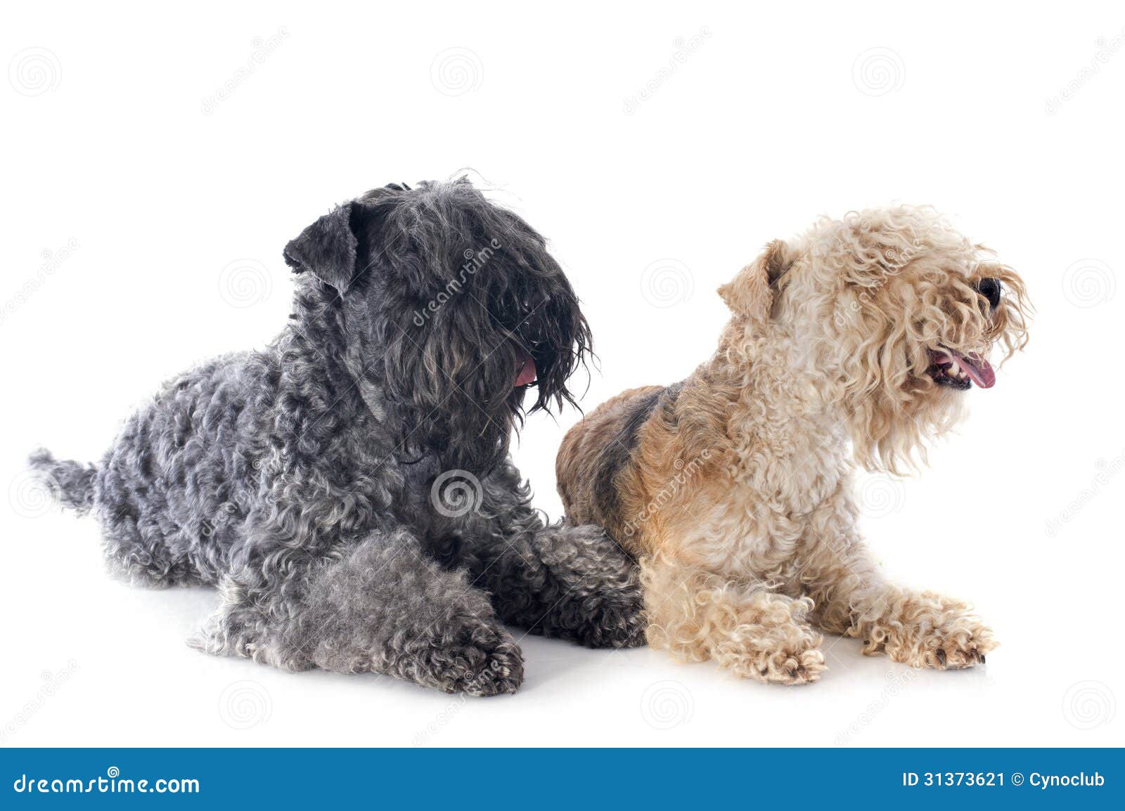 Two terriers stock image. Image of pedigree, brown, canine - 31373621
