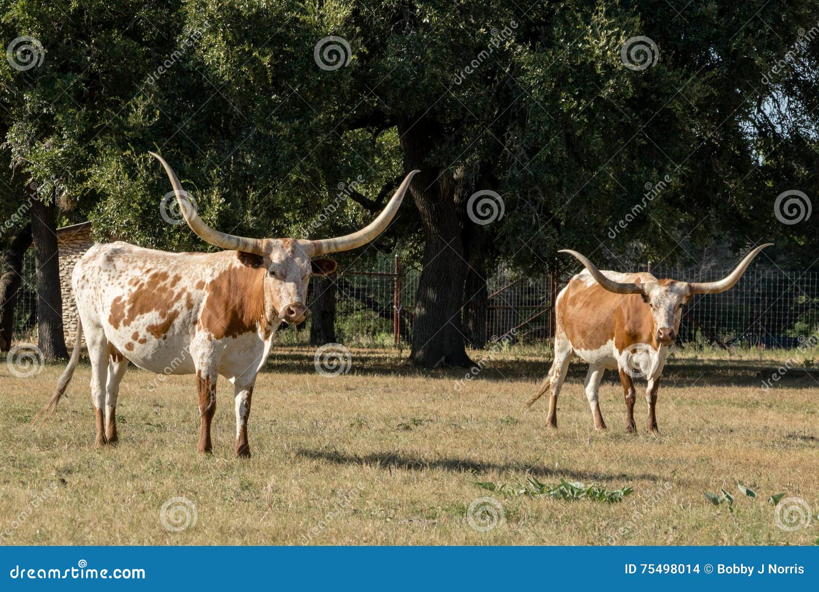 Two Texas Longhorns stock photo. Image of farm, texas - 75498014