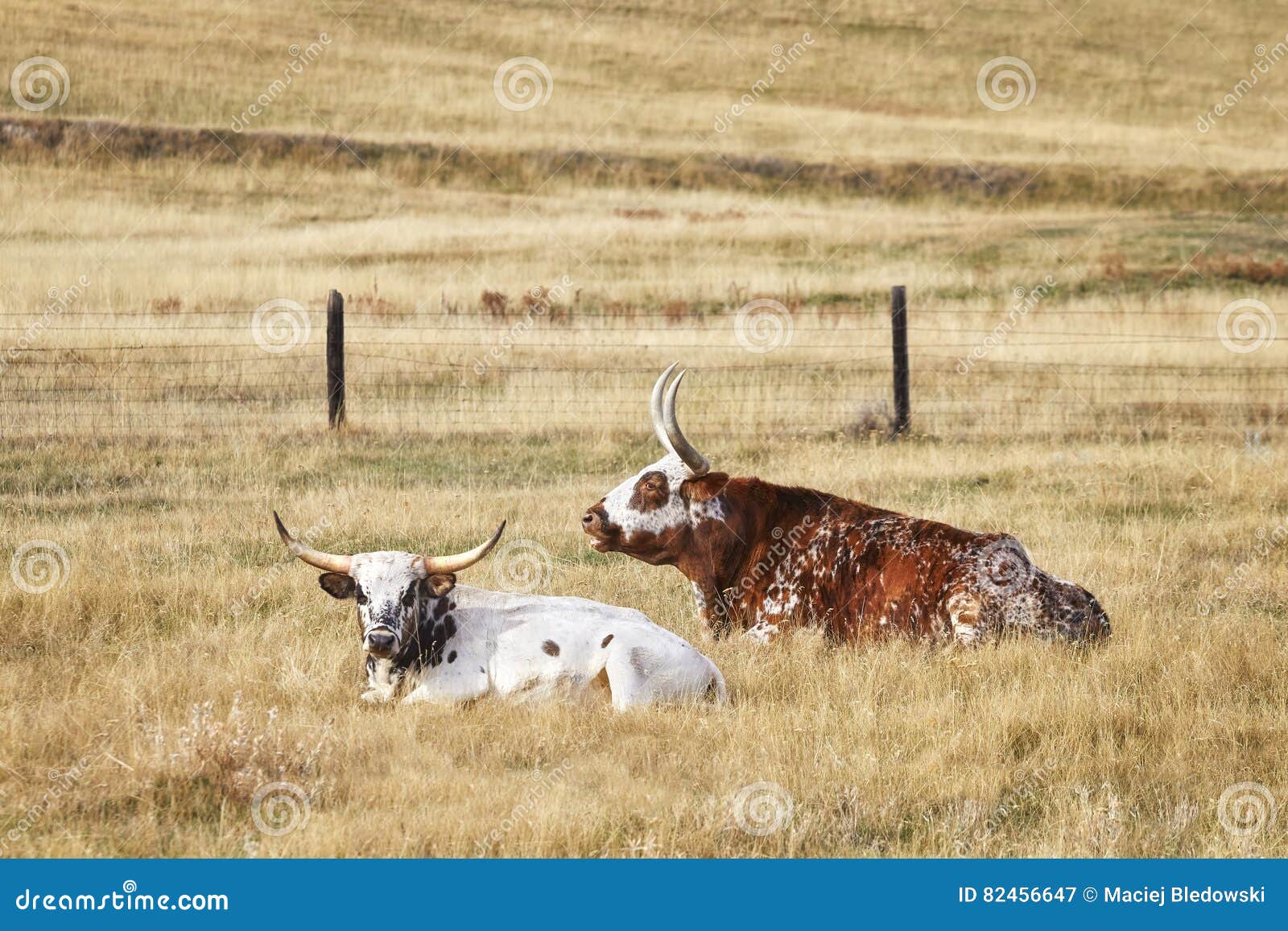 Two Texas Longhorns Lying Down on Dry Grass Stock Image - Image of ...