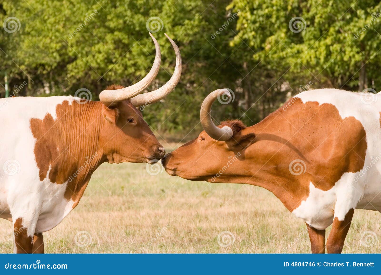 Two Texas Longhorns in Pasture Stock Photo - Image of field, sniff: 4804746