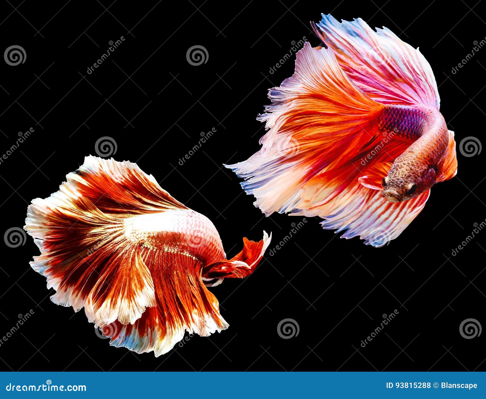 Two Thai Fighting Fish Battle Stock Photo - Image of fancy, close: 93815288