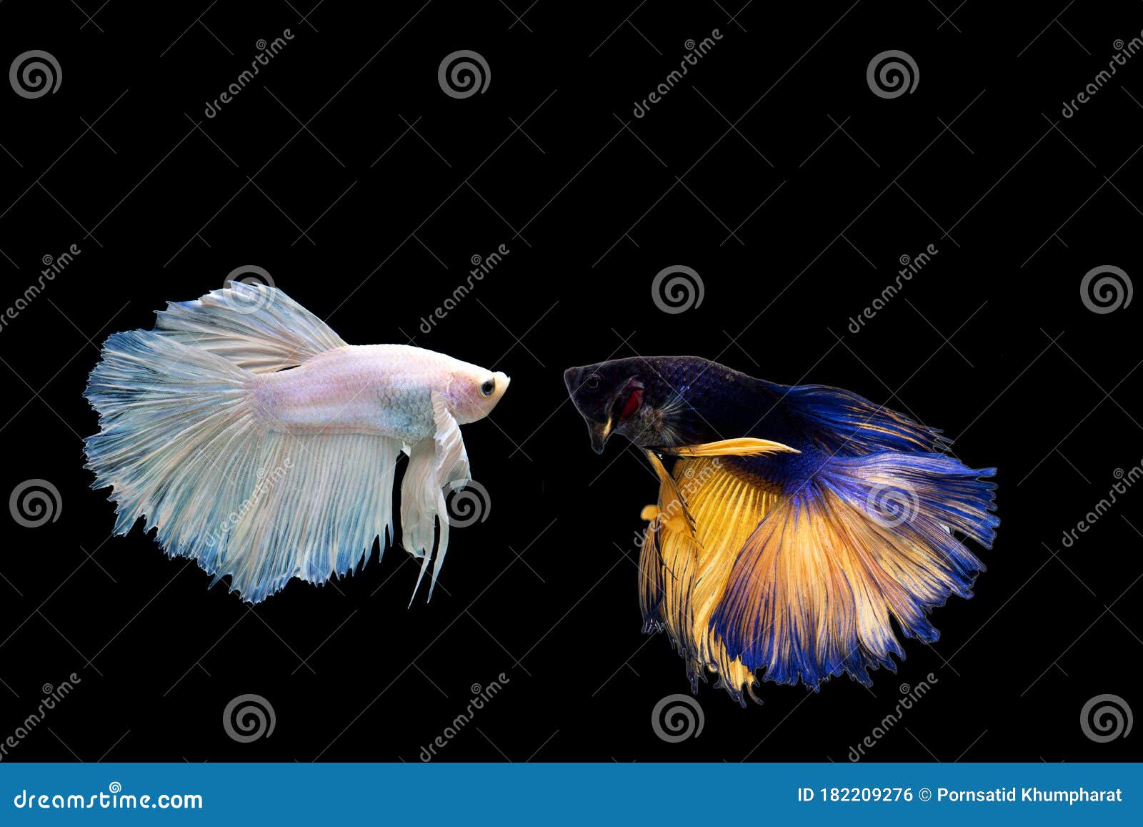 Two Thai Fighting Fish Beautiful Color Stock Photo - Image of colorful ...