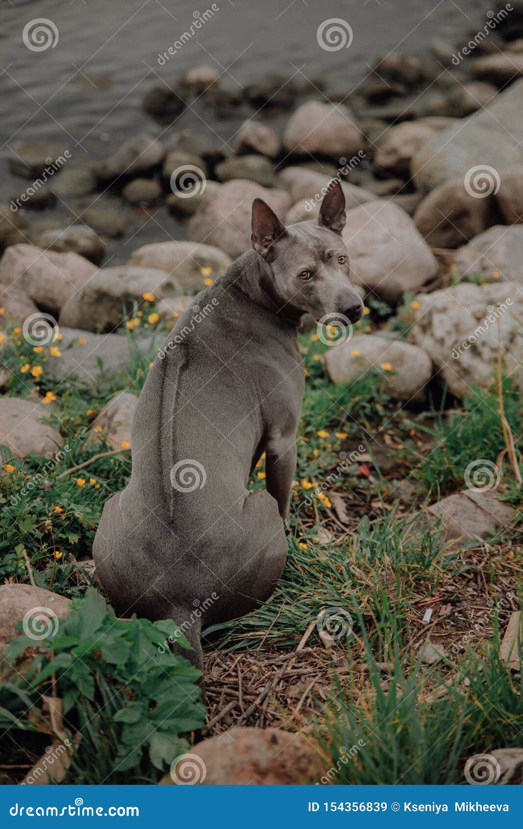Two Thai Ridgeback Dog Playing on the Grass, Outdoor Stock Image ...