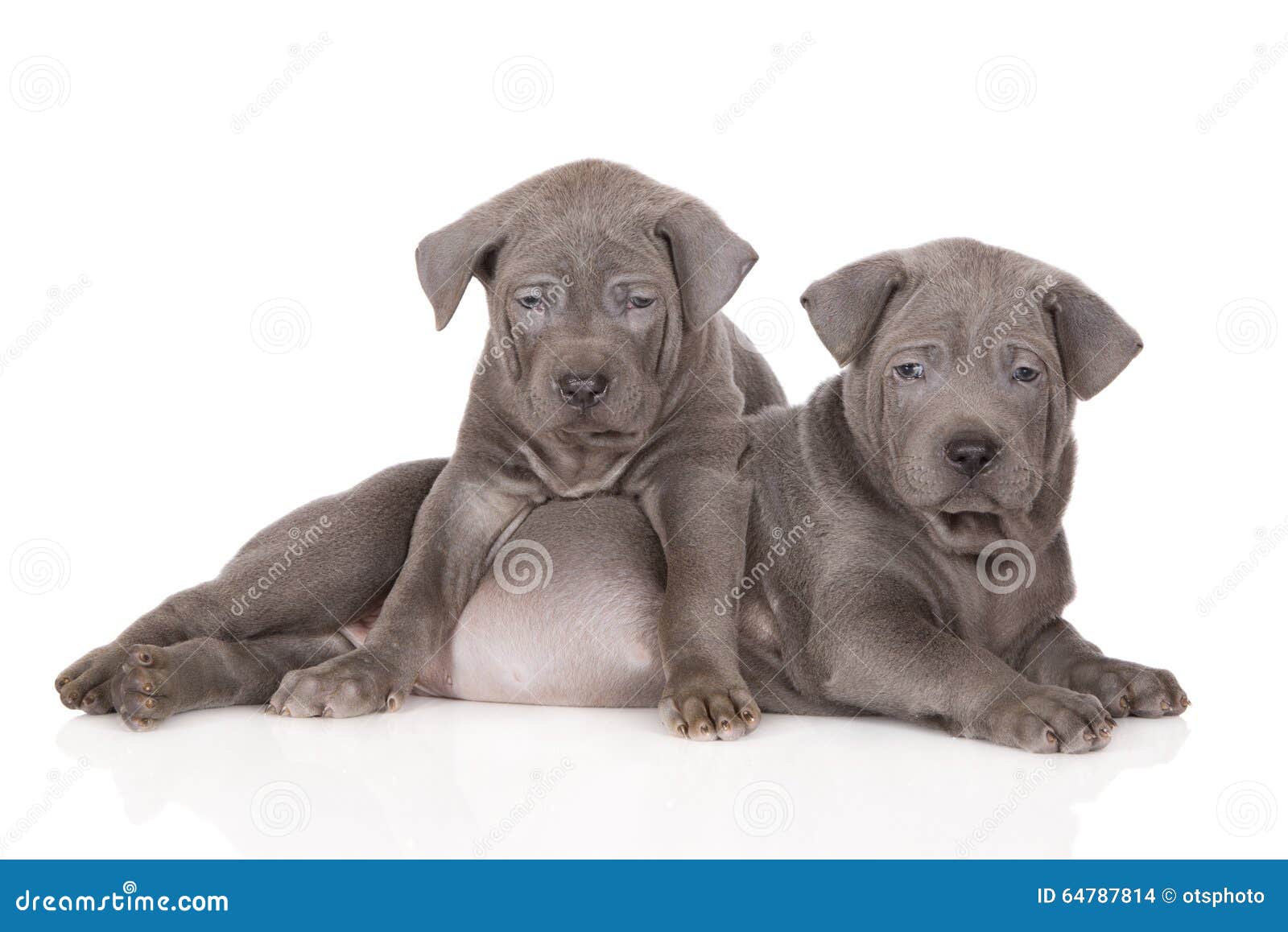 Two thai ridgeback puppies stock photo. Image of pedigreed - 64787814