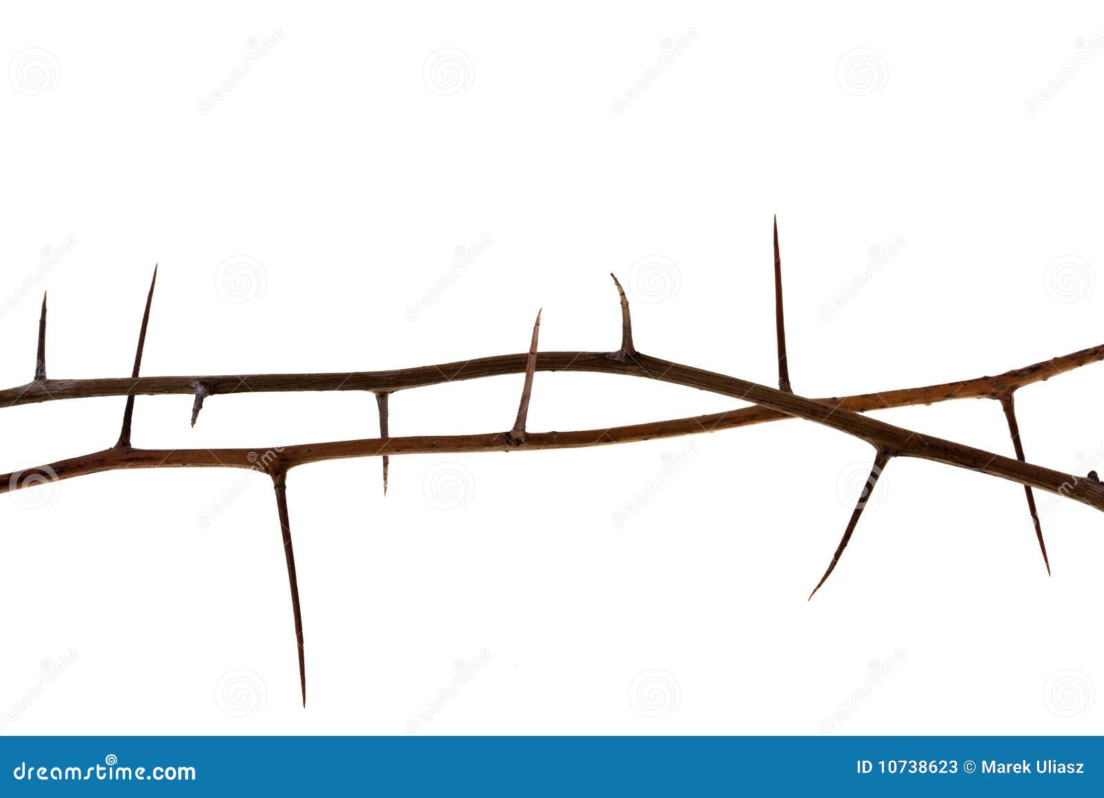 Two thorny tree twigs stock image. Image of twig, dried - 10738623