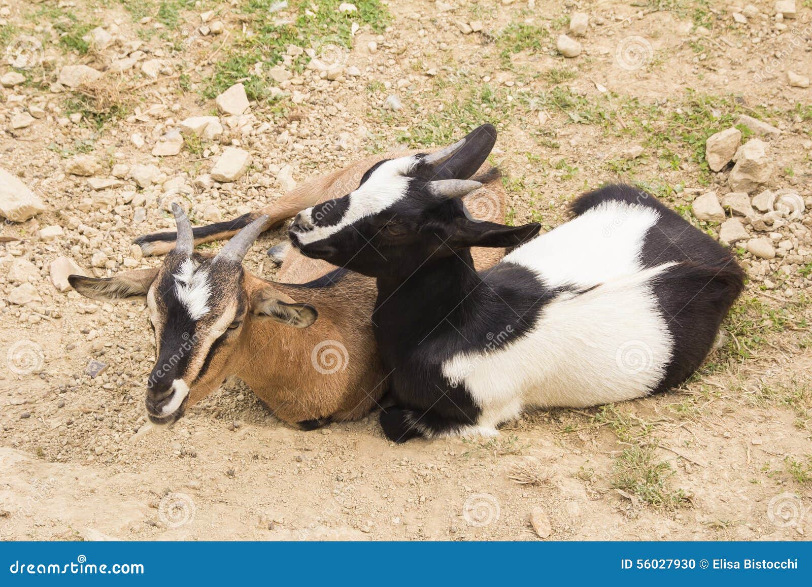 Tibetan Goats Royalty-Free Stock Photography | CartoonDealer.com #28186385