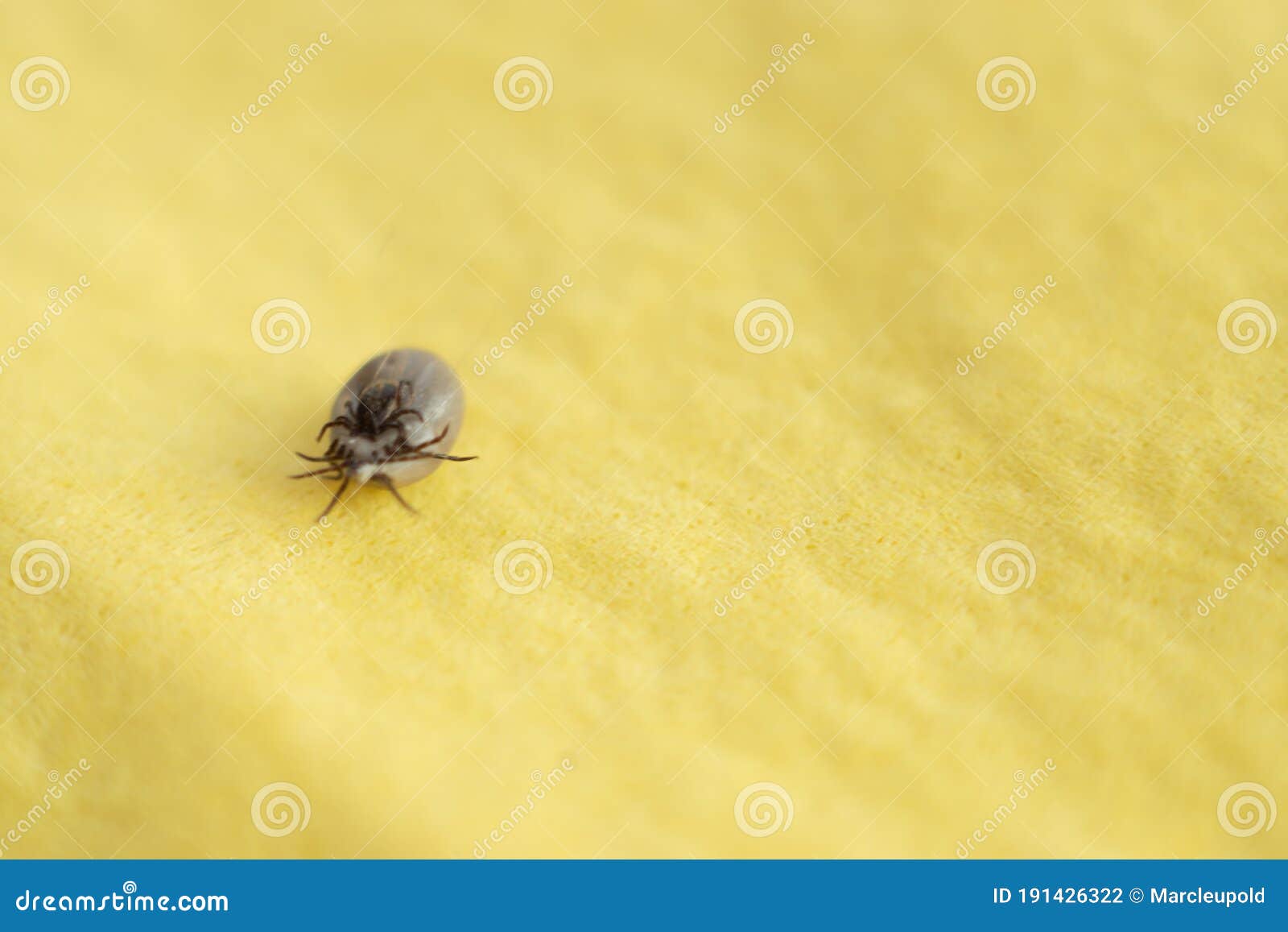 Tick Mating stock photo. Image of isolated, blood, insects - 191426322