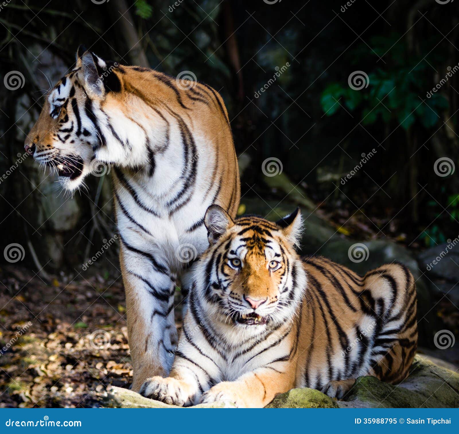 Two tiger stock image. Image of portrait, nature, eyes - 35988795