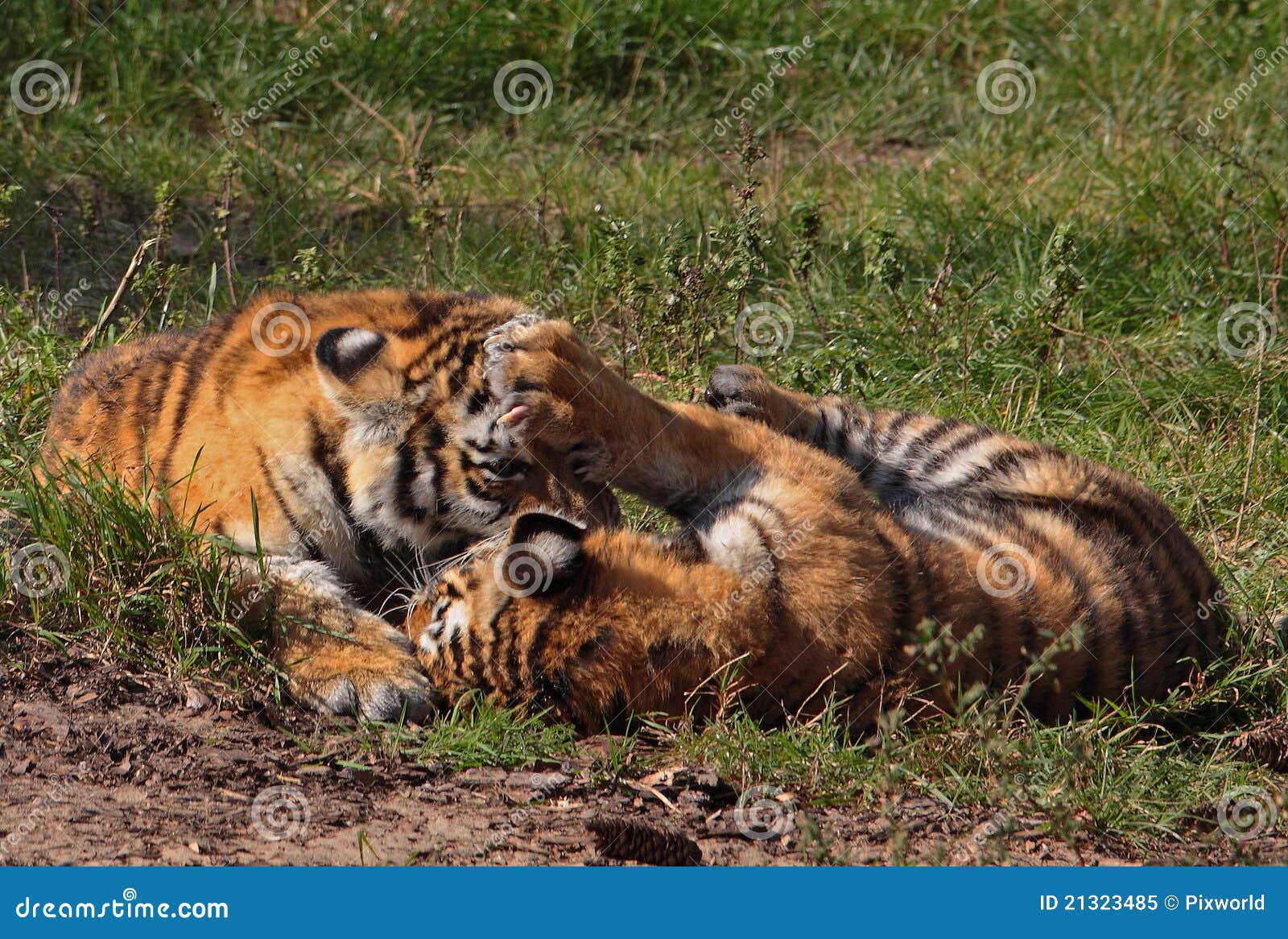 Two tiger cubs stock image. Image of carnivore, sweet - 21323485