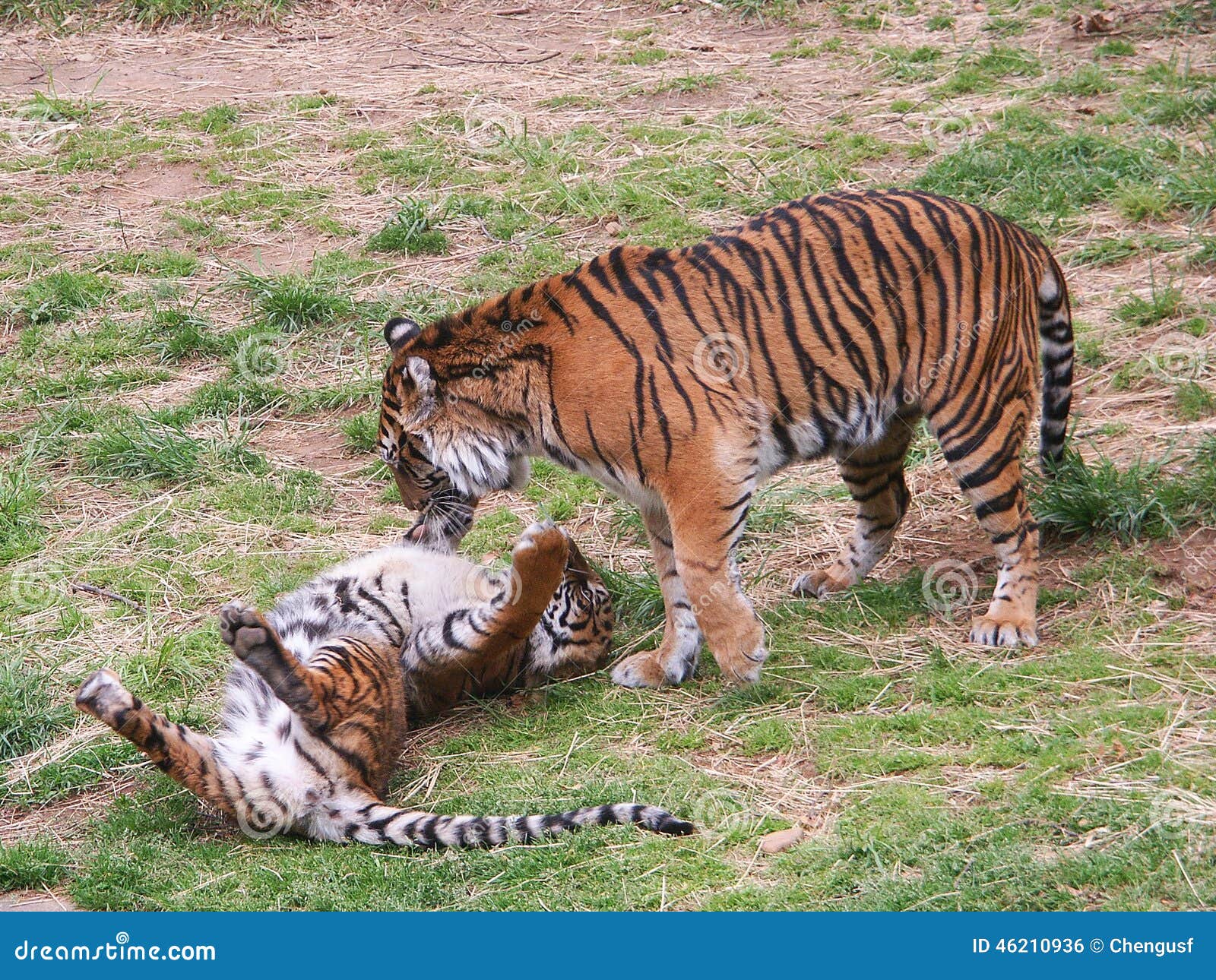 Two Tiger cubs playing stock photo. Image of fighting - 46210936
