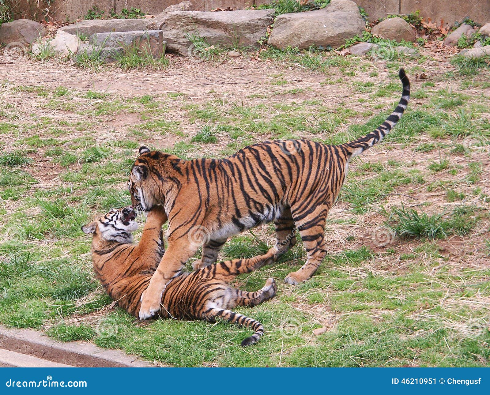 Two Tiger cubs playing stock image. Image of active, cute - 46210951