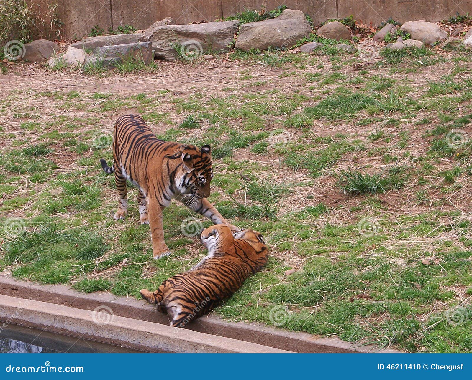 Two Tiger cubs playing stock photo. Image of bite, little - 46211410