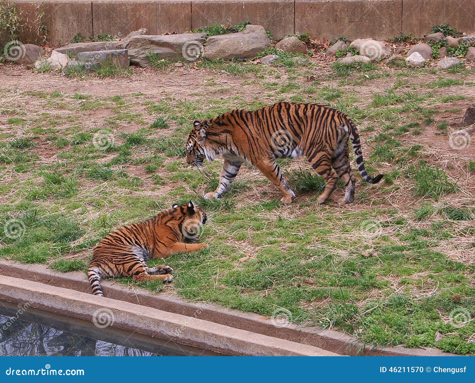 Two Tiger cubs playing stock photo. Image of fighting - 46211570