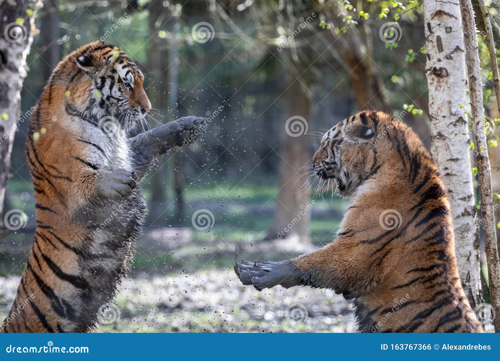 Two Tiger Fighting in the Jungle Stock Photo - Image of power, beast ...