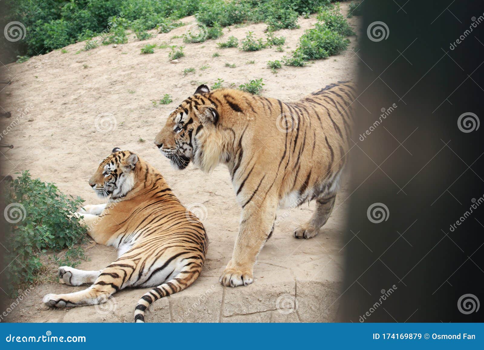 Thinking Tiger Stock Photo | CartoonDealer.com #27807792