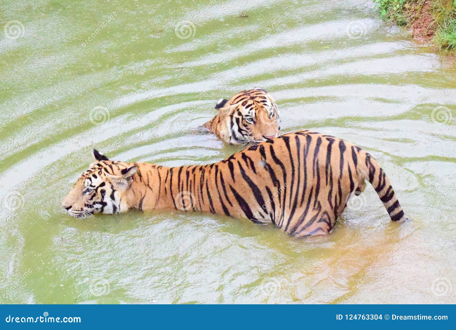 Two tiger in water playing stock photo. Image of plying - 124763304