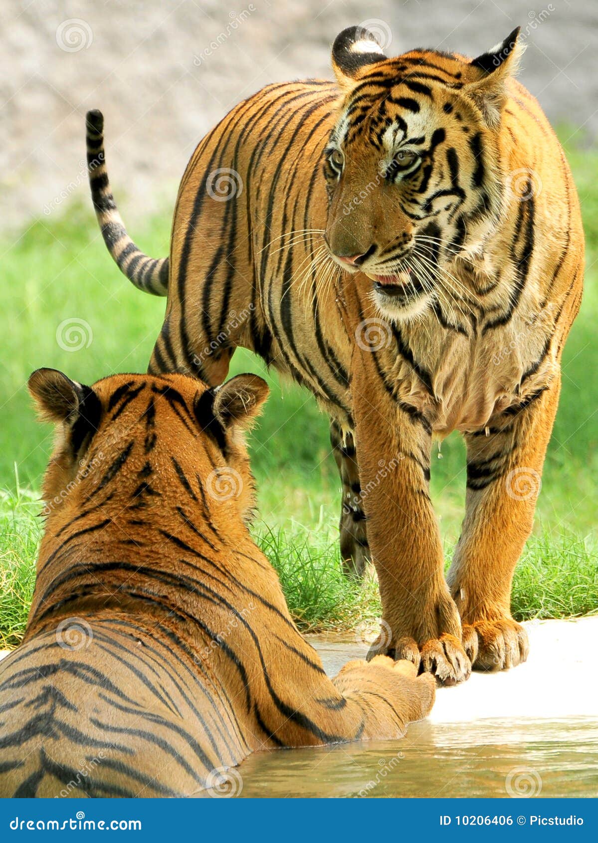 Two tigers stock photo. Image of white, asia, grass, spots - 10206406