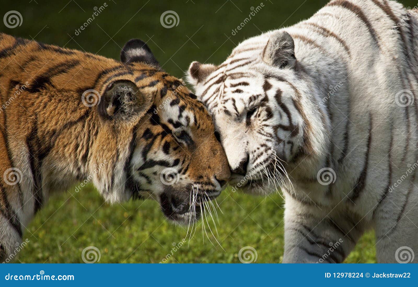 Two Tigers stock photo. Image of animals, affectionate - 12978224