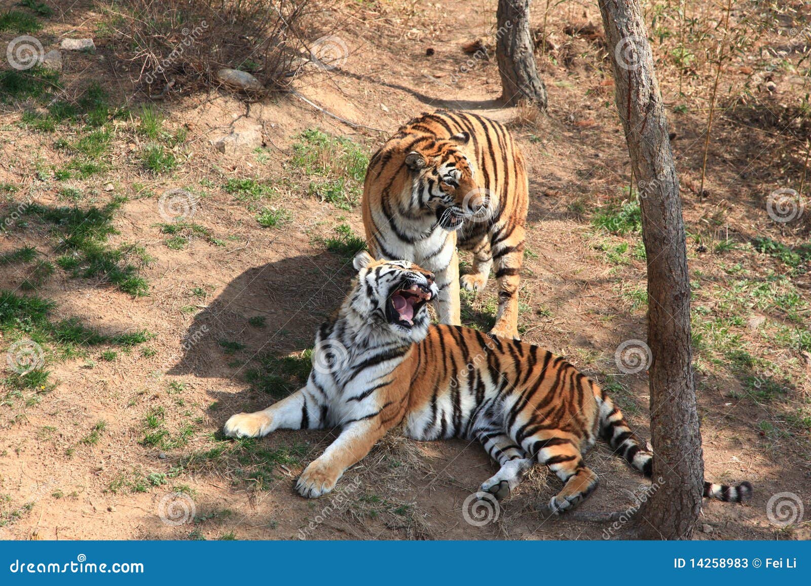 Two tigers stock image. Image of energy, safari, action - 14258983