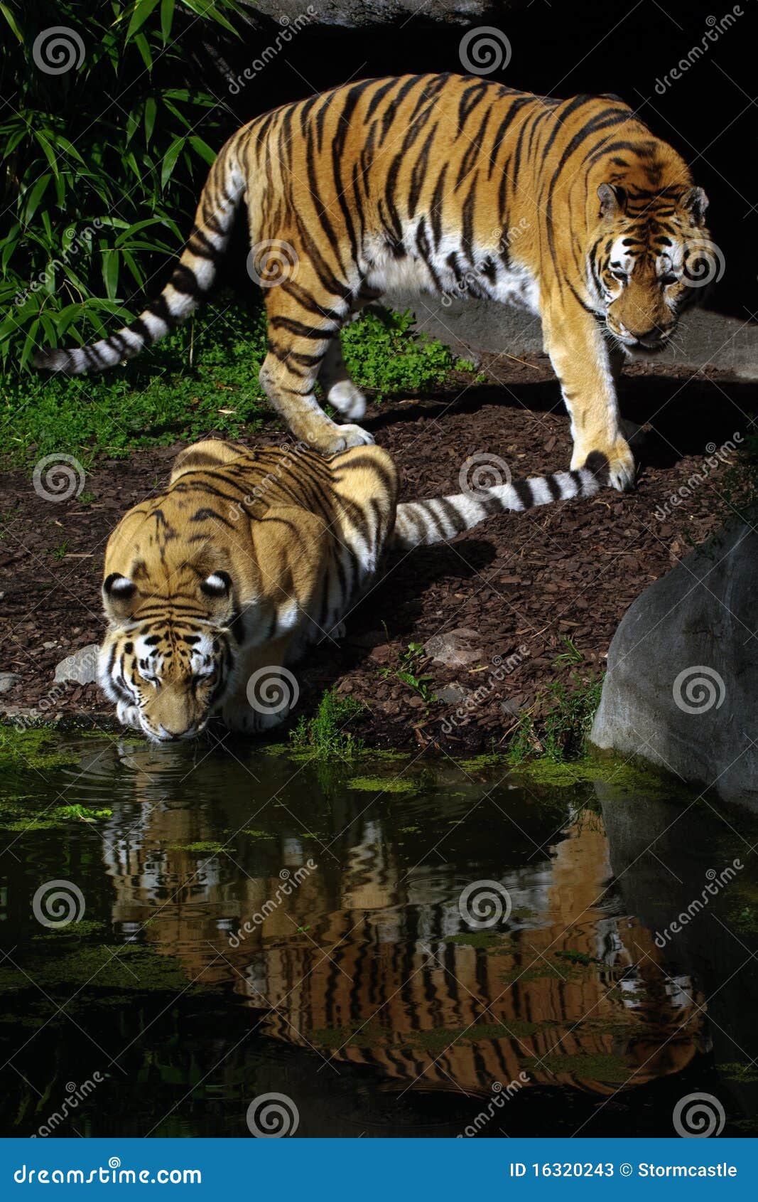 Two tigers stock image. Image of stark, tiger, african - 16320243