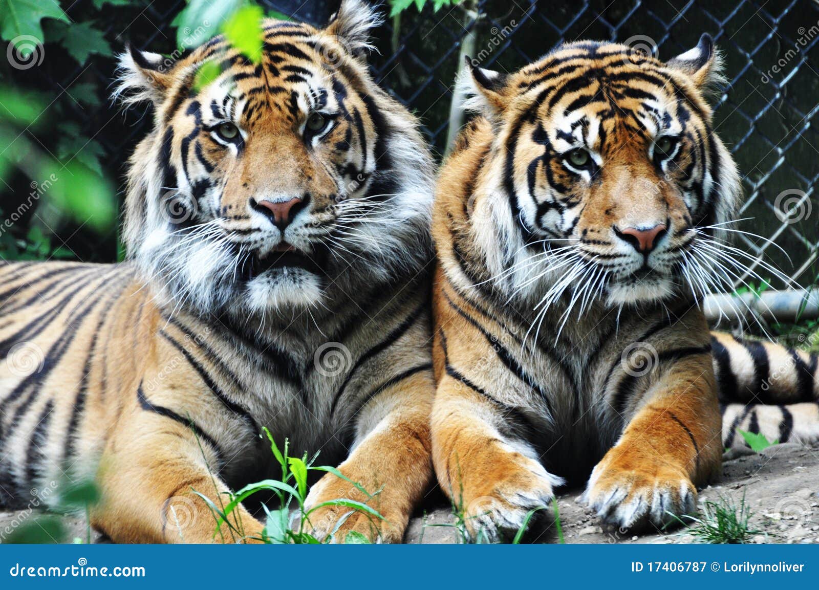 Two Tigers stock image. Image of carnivore, sumatran - 17406787