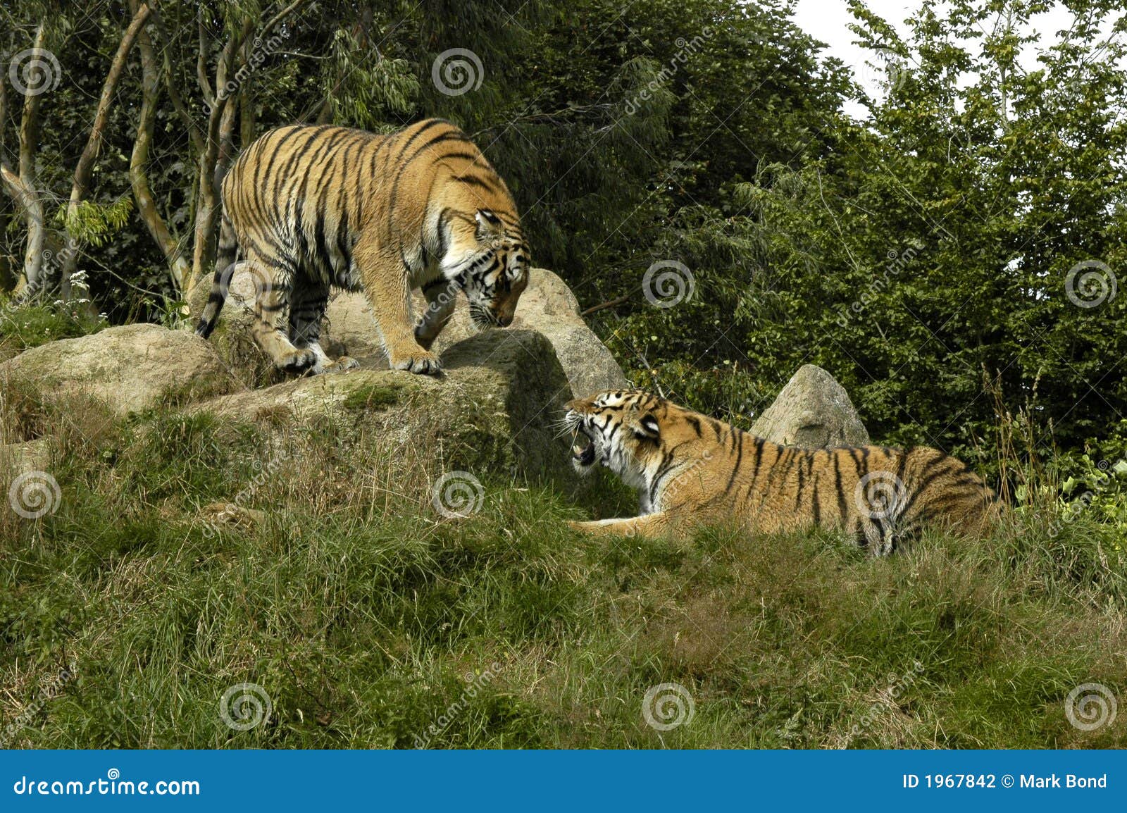 Two Tigers stock photo. Image of looking, mammal, portrait - 1967842