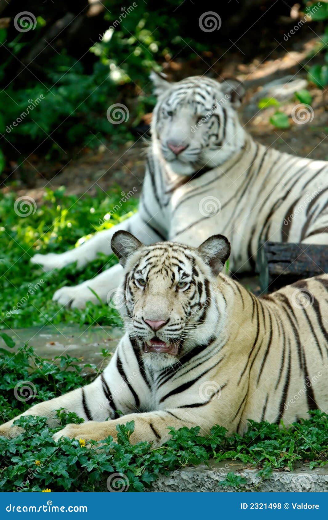 Two Tigers stock photo. Image of black, mammal, hunting - 2321498