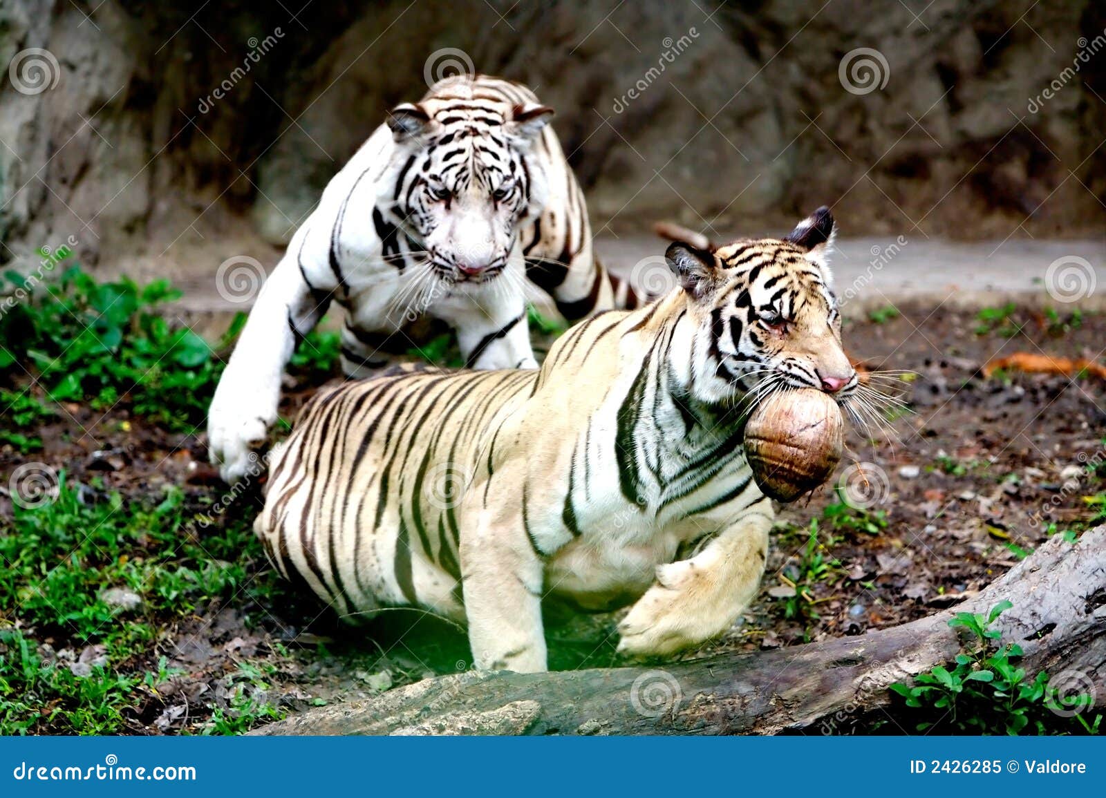 Two Tigers stock image. Image of emotional, front, fight - 2426285