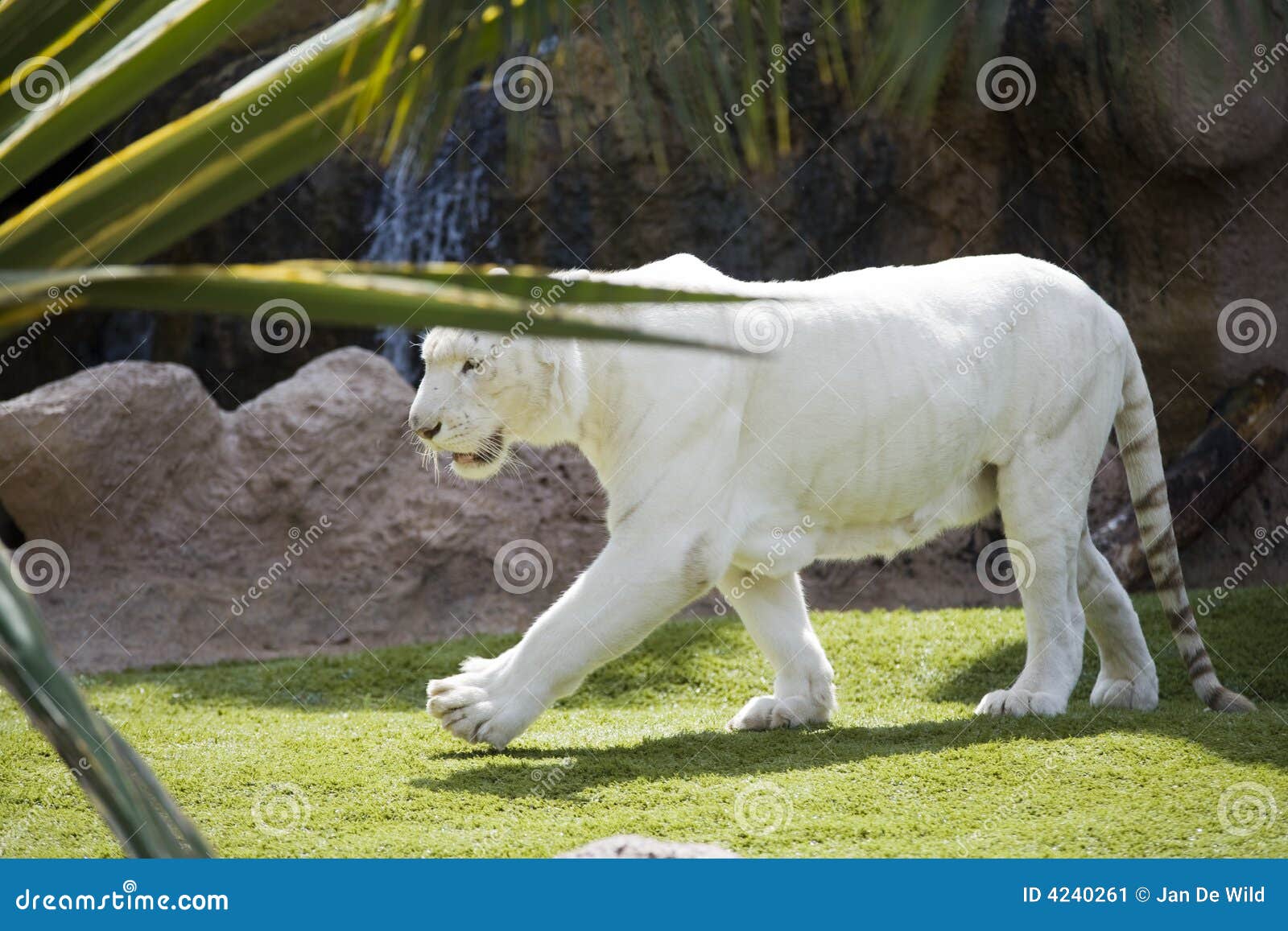Two tigers stock image. Image of mate, mammal, whiskers - 4240261