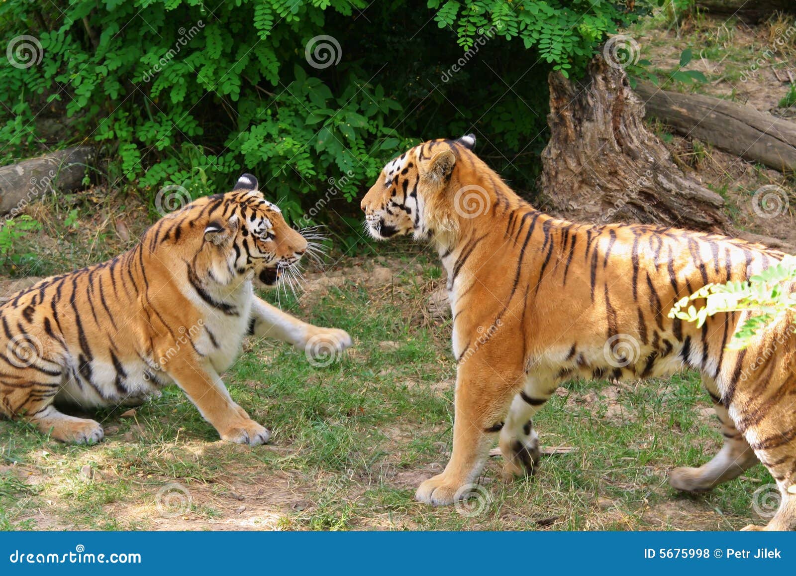 Two tigers stock photo. Image of jungle, watch, white - 5675998