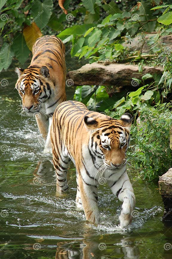Two tigers stock image. Image of water, siberian, tiger - 5894251