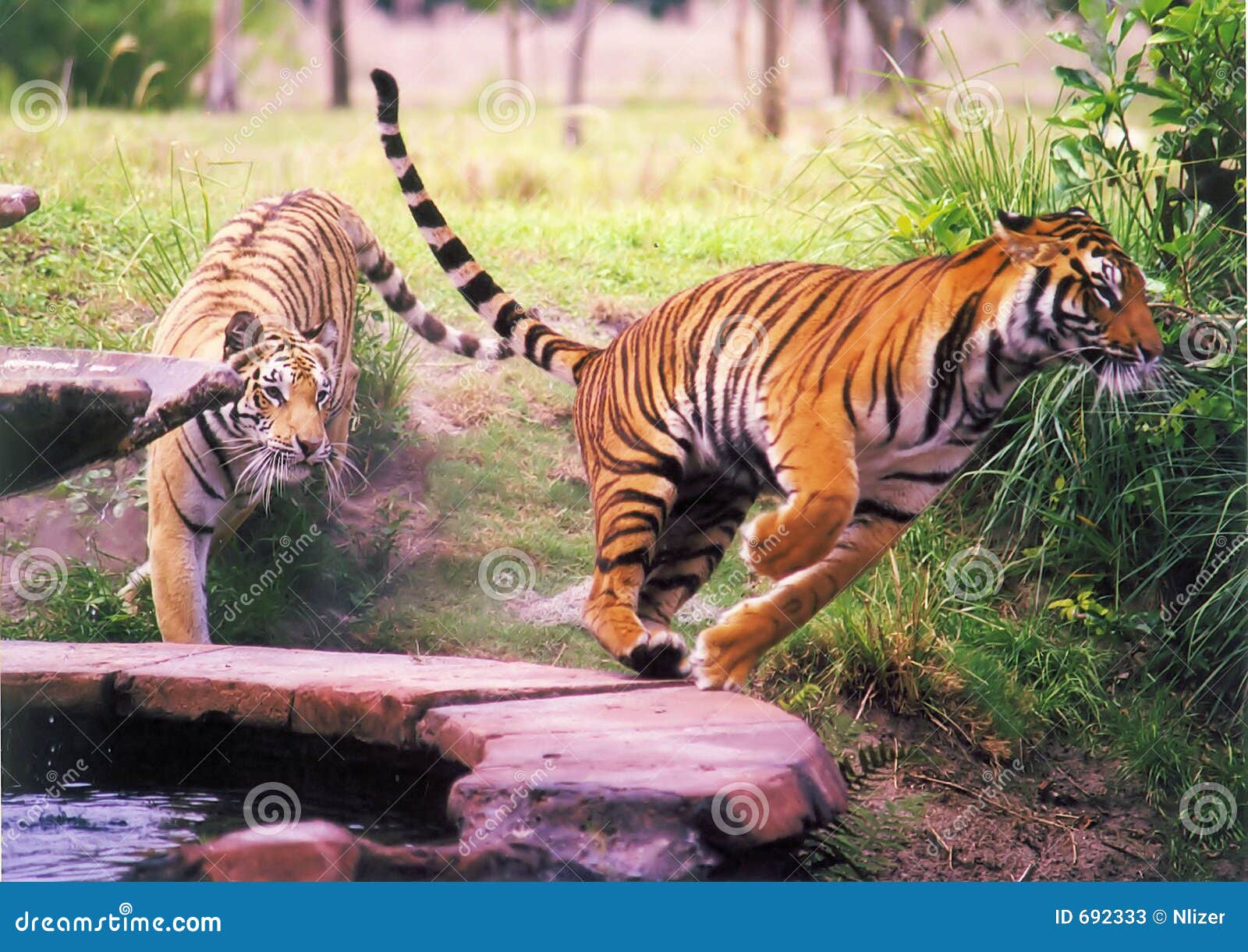 Two Tigers stock image. Image of horizontal, movement, safari - 692333