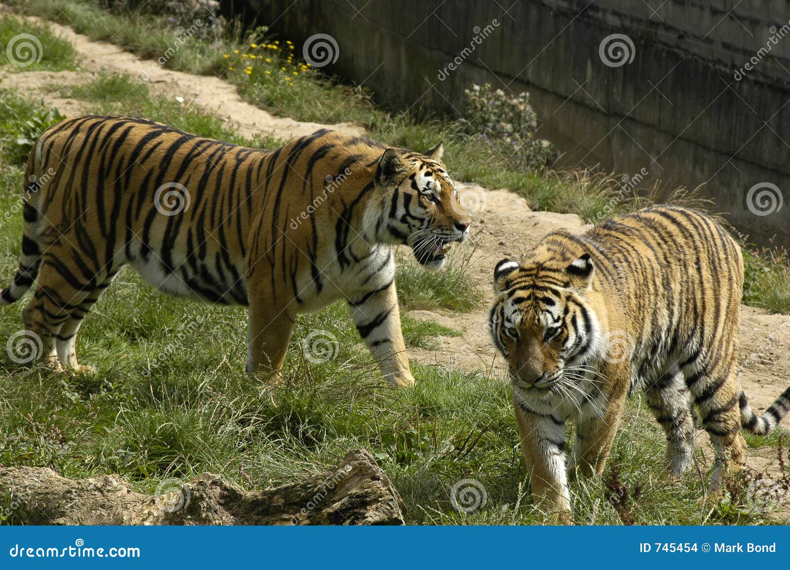 Two tigers stock photo. Image of animal, head, cats, claws - 745454