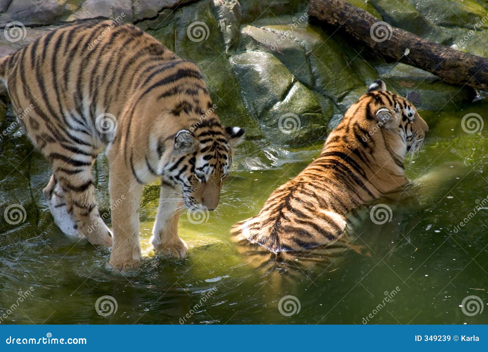 Two Tigers Cooling Off in Pond Stock Image - Image of rocks, coat: 349239