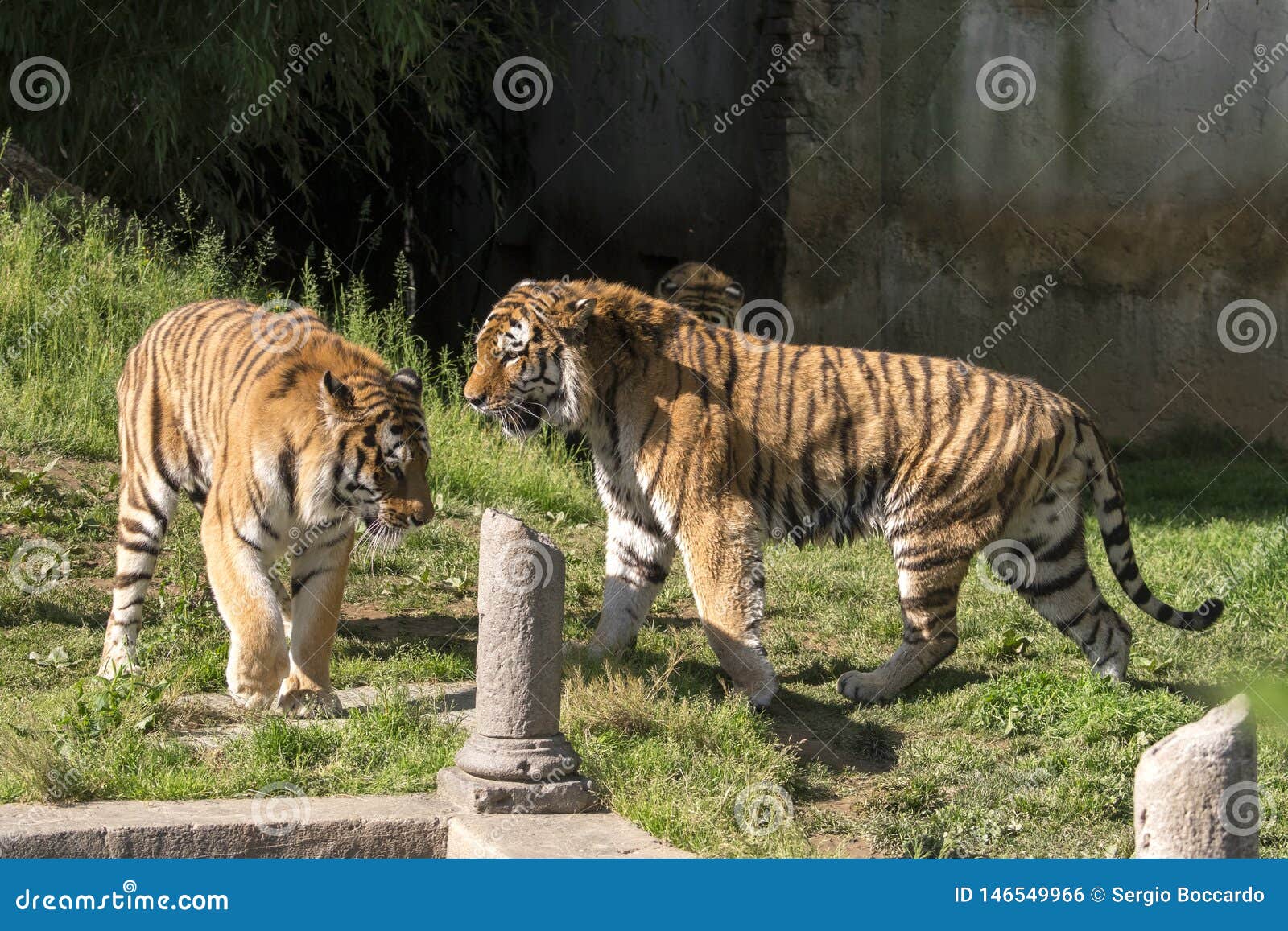 Two tigers fight in a zoo stock photo. Image of aggression - 146549966