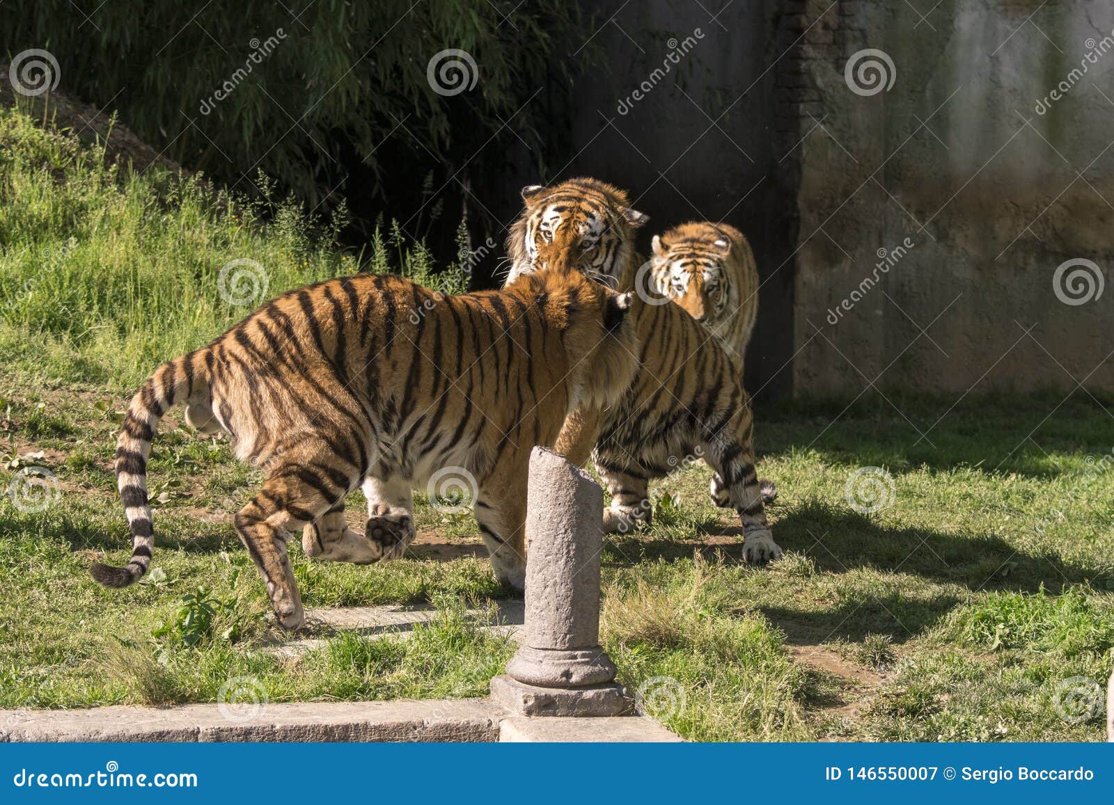 Two tigers fight in a zoo stock image. Image of asia - 146550007