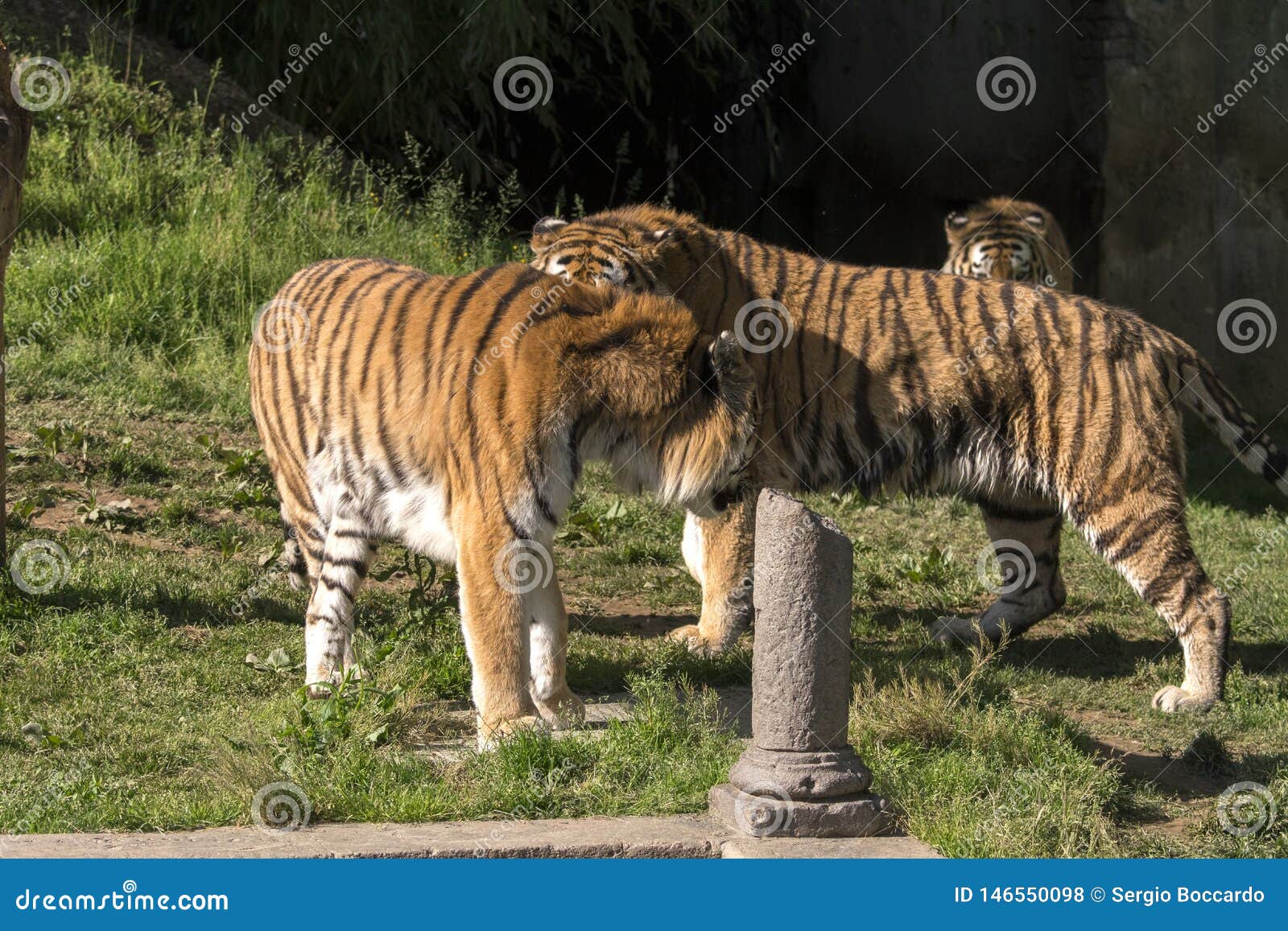 Two tigers fight in a zoo stock photo. Image of canines - 146550098