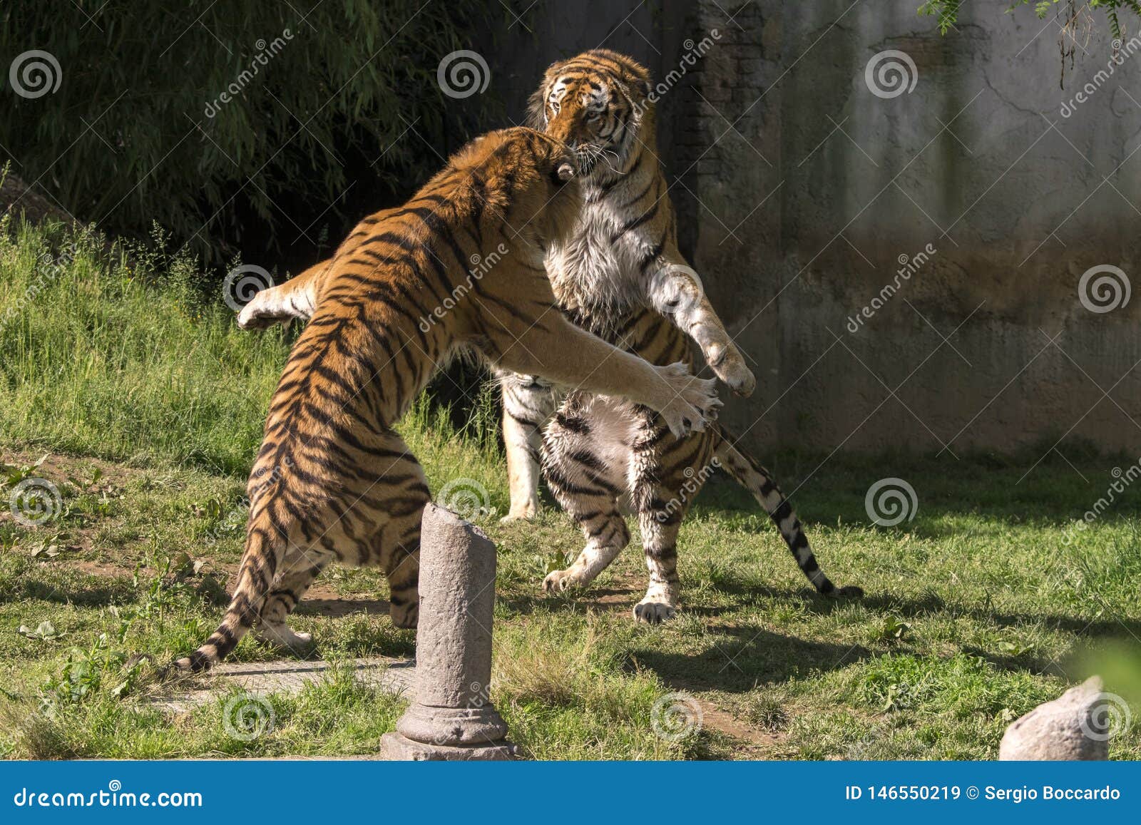 Two tigers fight in a zoo stock image. Image of mouth - 146550219