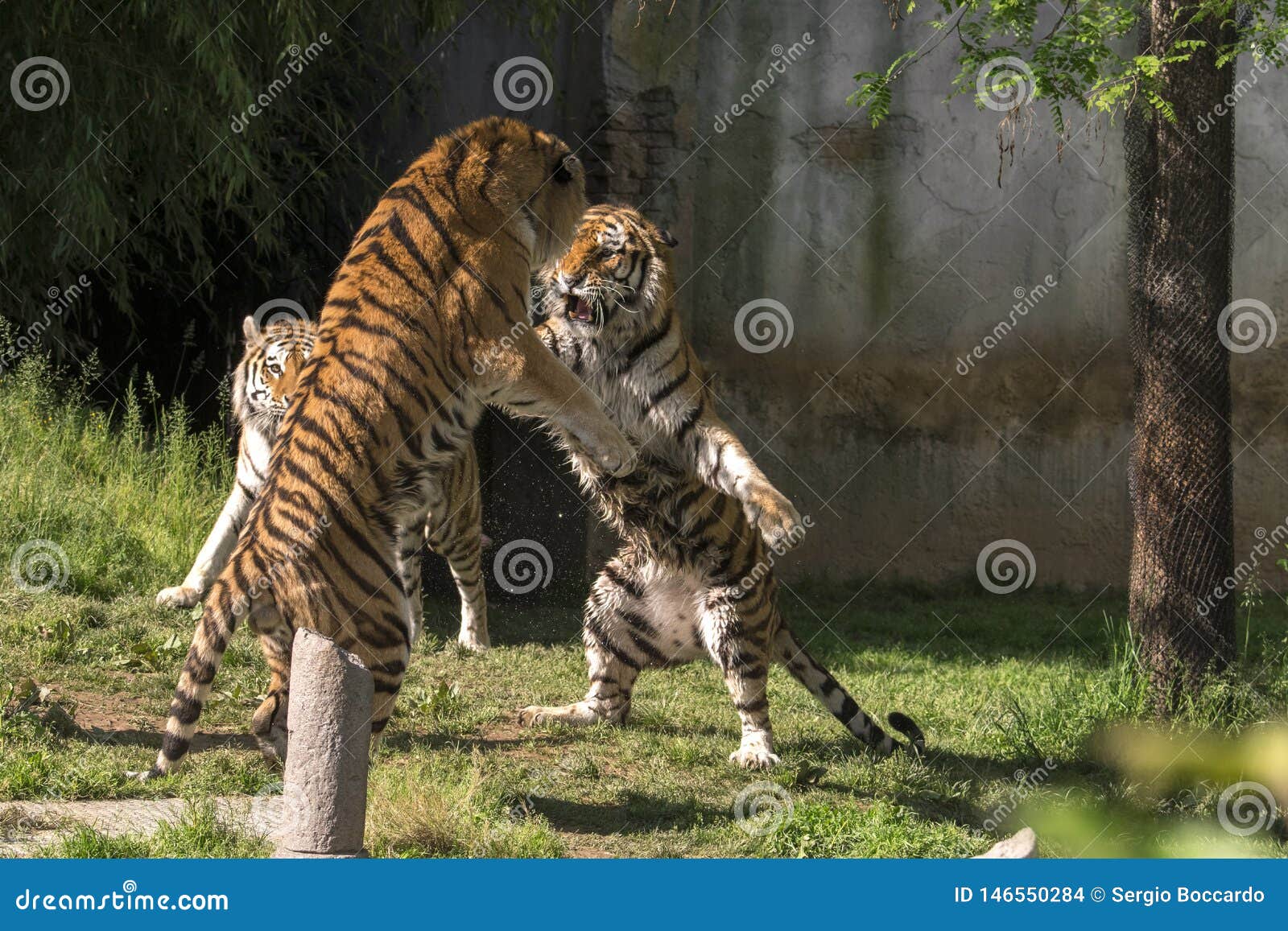 Two tigers fight in a zoo stock photo. Image of fight - 146550284