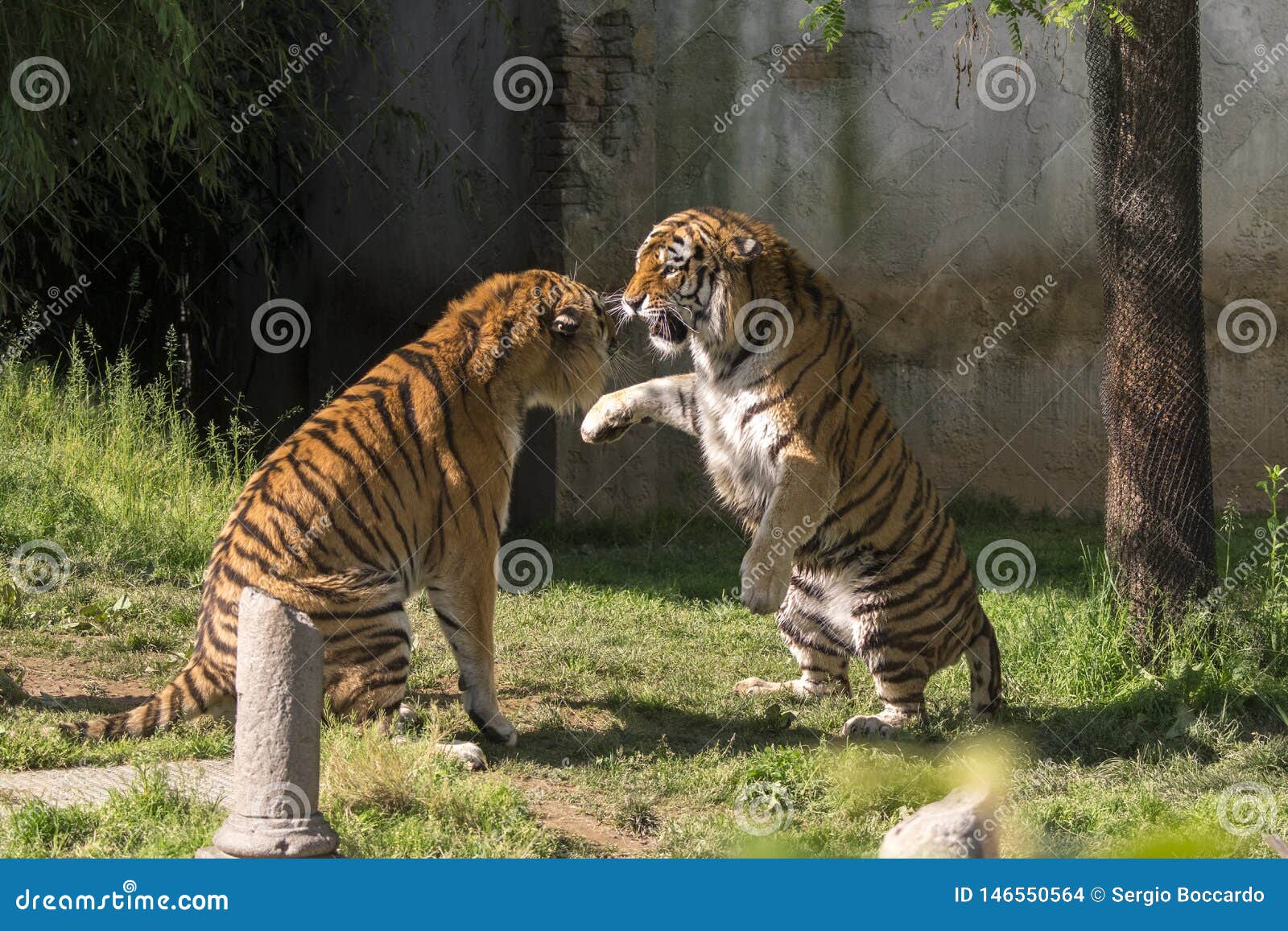 Two tigers fight in a zoo stock photo. Image of mustache - 146550564