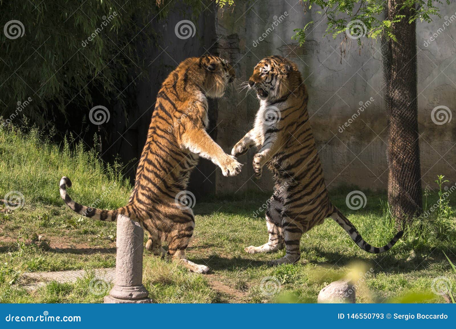 Two tigers fight in a zoo stock image. Image of vibrissae - 146550793