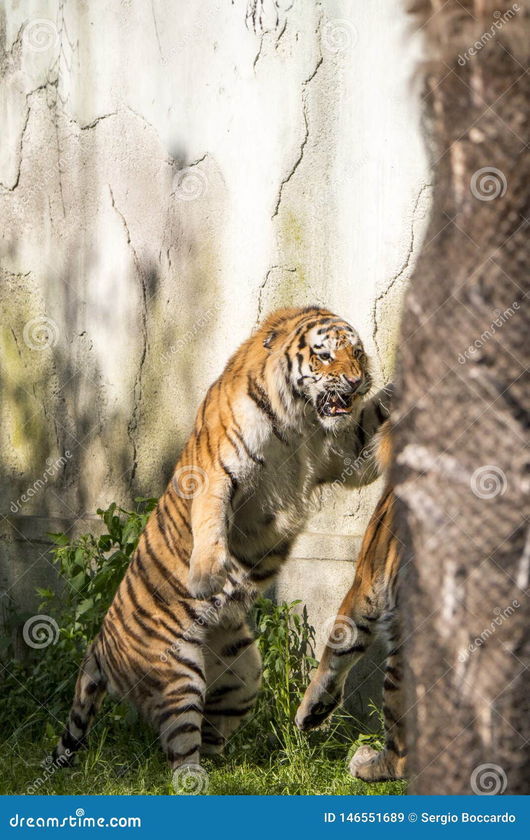 Two tigers fight in a zoo stock image. Image of canines - 146551689