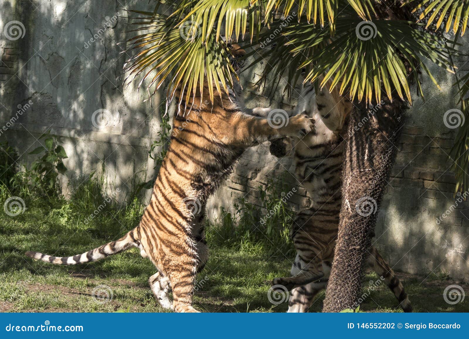 Two tigers fight in a zoo stock photo. Image of fierce - 146552202