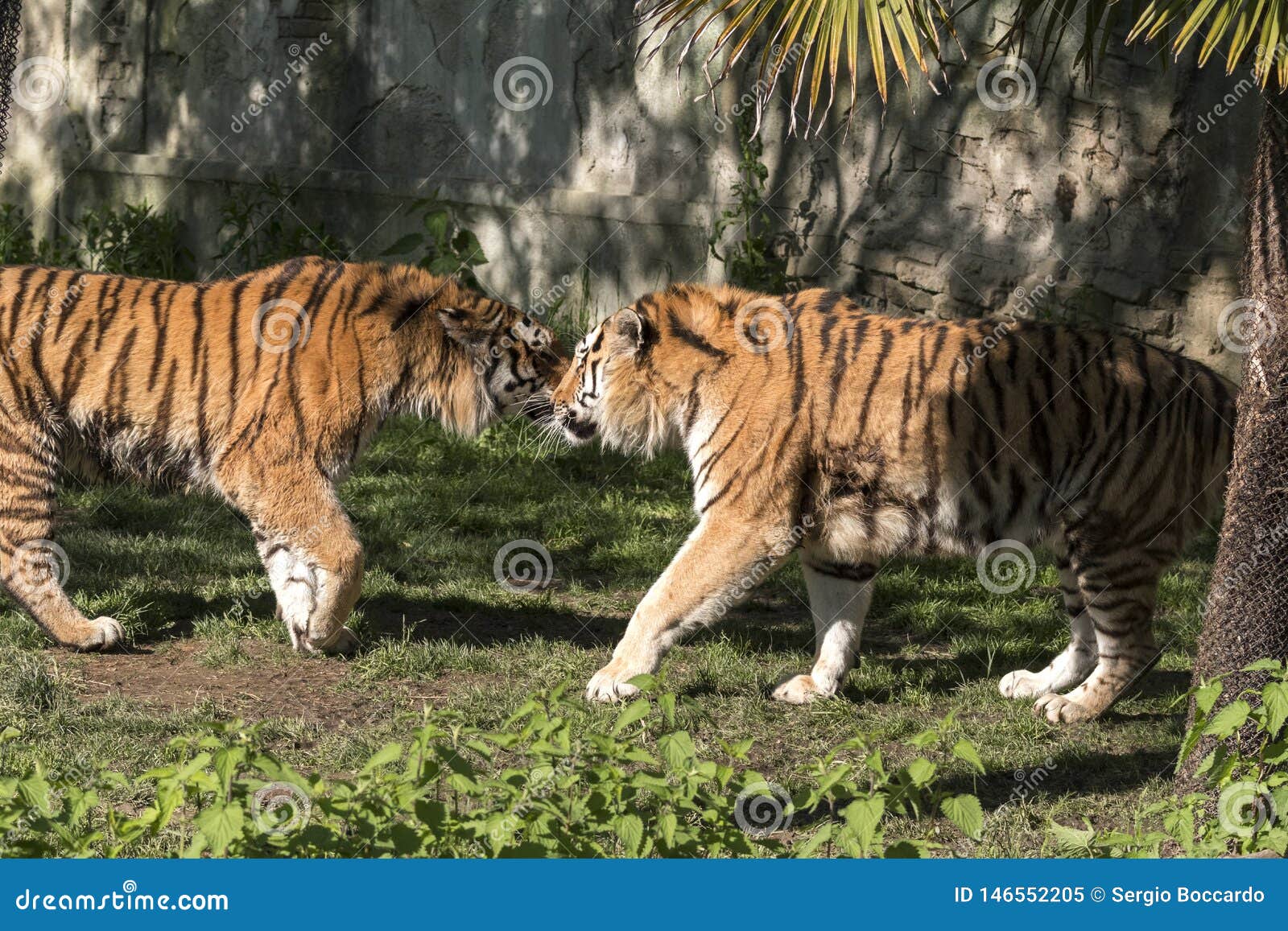 Two tigers fight in a zoo stock image. Image of tigers - 146552205